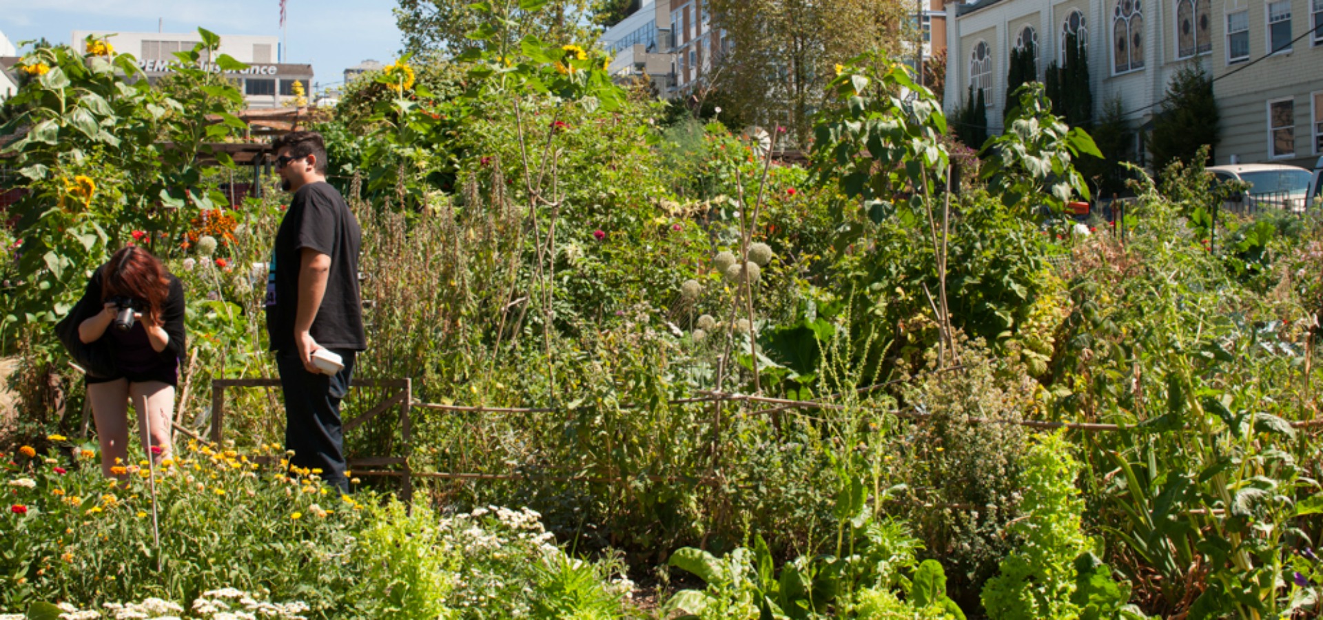 Cascade P-Patch - Discover South Lake Union